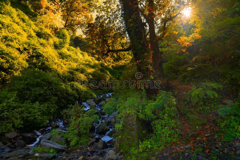 Sunrise at Garhwal Forest, India Stock Photo - Image of dawn, reserve ...