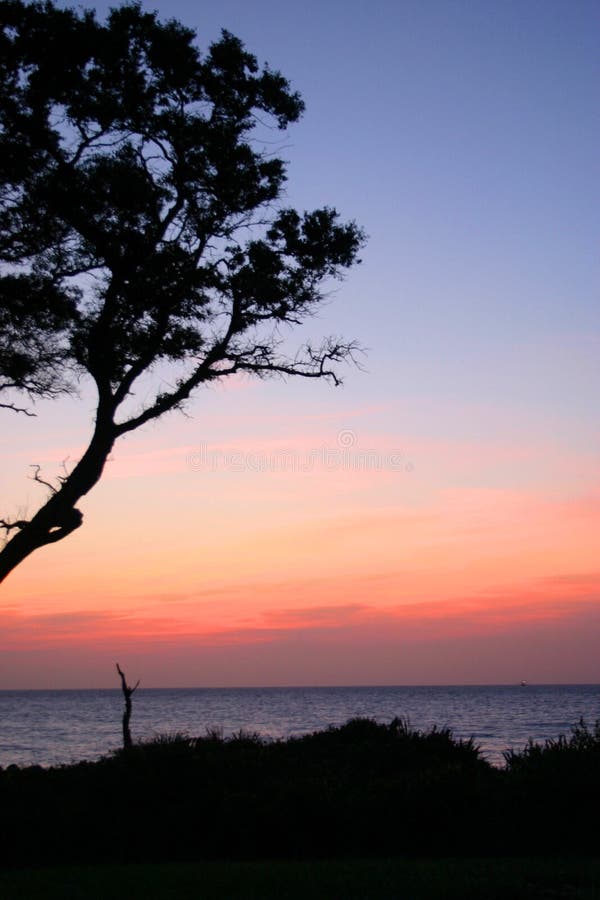 Sunrise Glow Over the Ocean with a Tropical Tree in the Foreground ...