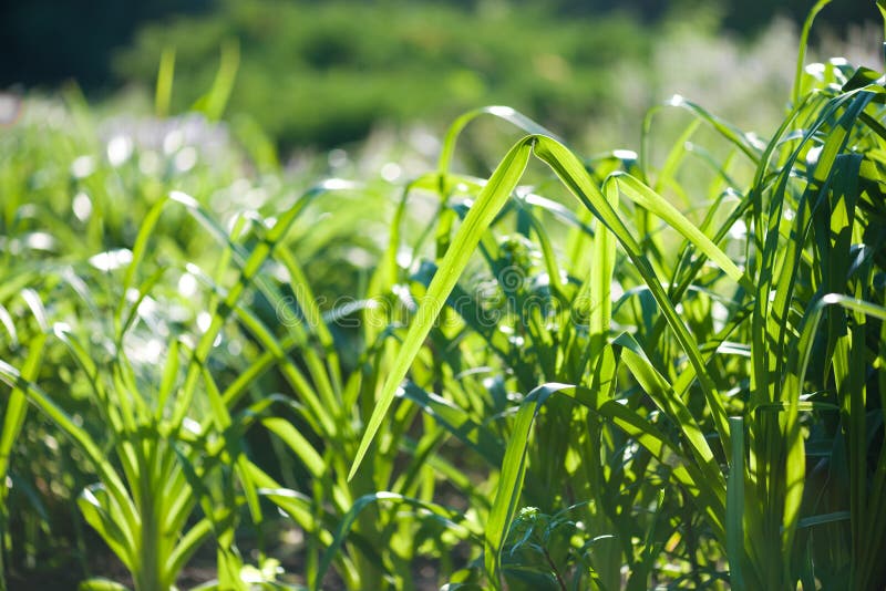 Sunrise grass. stock photo. Image of nature, forecast - 25385796
