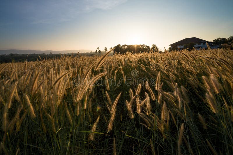 Sunrise in grass field stock photo. Image of land, wood - 39008128