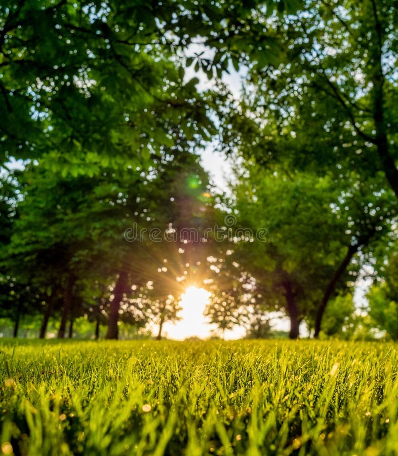 Sunrise with Grass in the Foreground and Trees and Sun in the ...