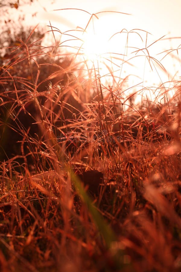 Sunrise grass stock image. Image of grass, glimmer, morning - 31104457