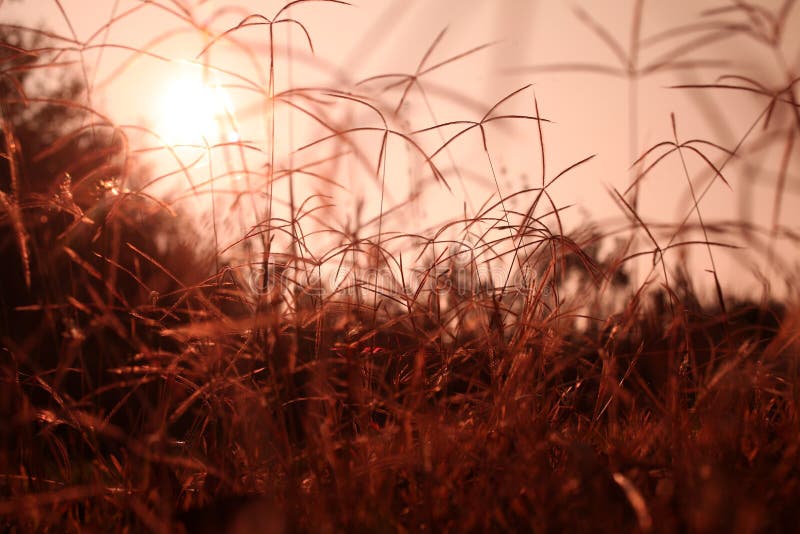 Sunrise grass stock image. Image of plants, nature, field - 31104677