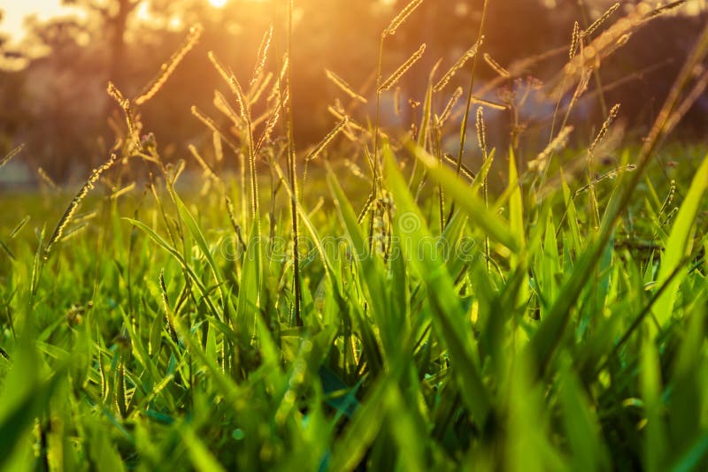 510,618 Sunrise Grass Stock Photos - Free & Royalty-Free Stock Photos ...