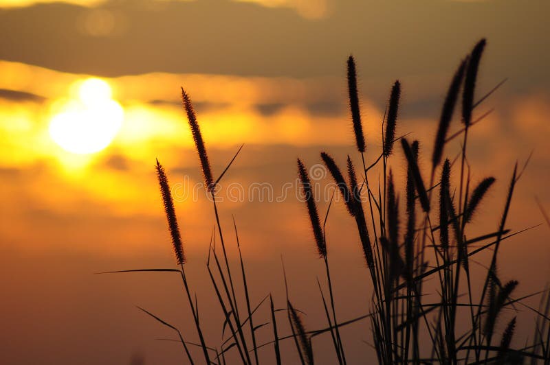 Sunrise and Grass in the Moring Stock Image - Image of colorful ...