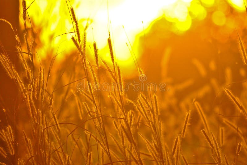 Sunrise and Grass in the Morning Stock Photo - Image of coastline ...