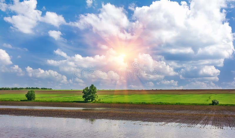 Sunset or Sunrise in the Green Field Stock Photo - Image of grow ...