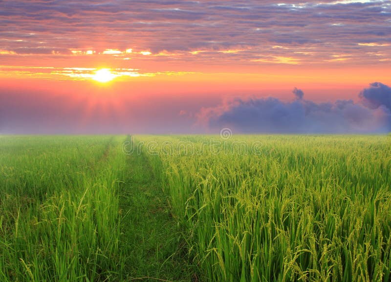 Sunrise and green field. stock photo. Image of landscape - 74449010
