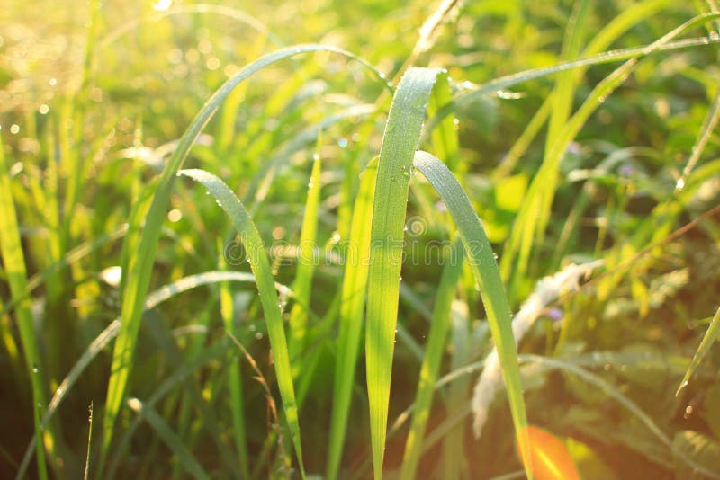 Sunrise and Green Grass with Dew Drop Stock Image - Image of morning ...