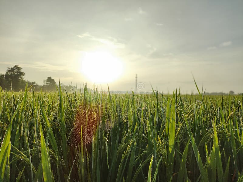 Sunrise on the Green Rice Field Area 9 Stock Photo - Image of field ...