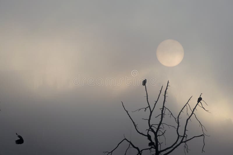 Sunrise in Guatemala, Tree with Buzzards Taking Off Flight. Sun in the ...