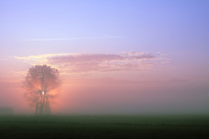 Sunrise fog stock photo. Image of tree, eerie, golden - 10967170
