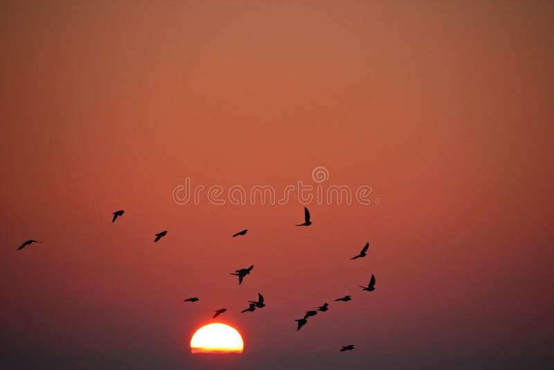 Flying birds at sunrise stock photo. Image of flying - 53644914