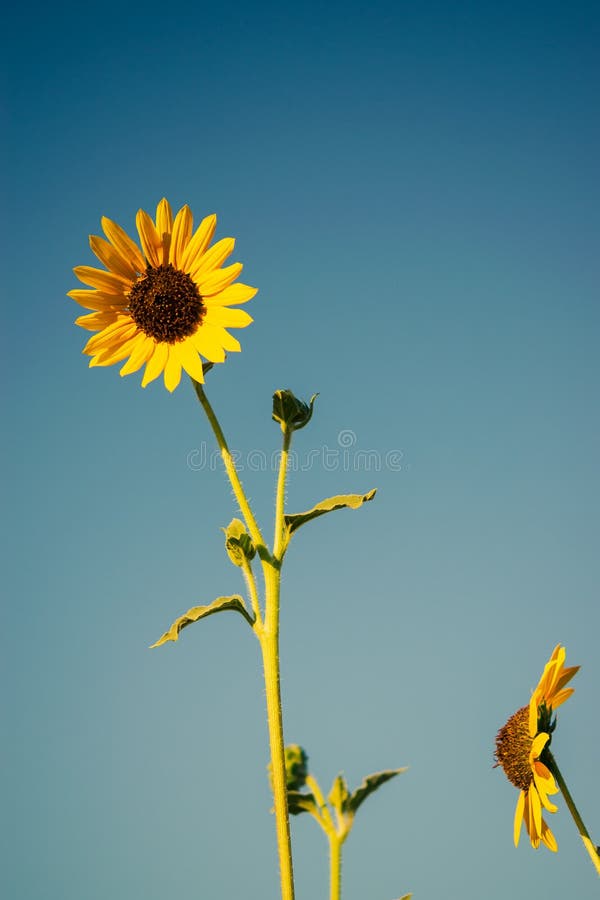 Sunflower in the morning stock image. Image of petal - 251741199