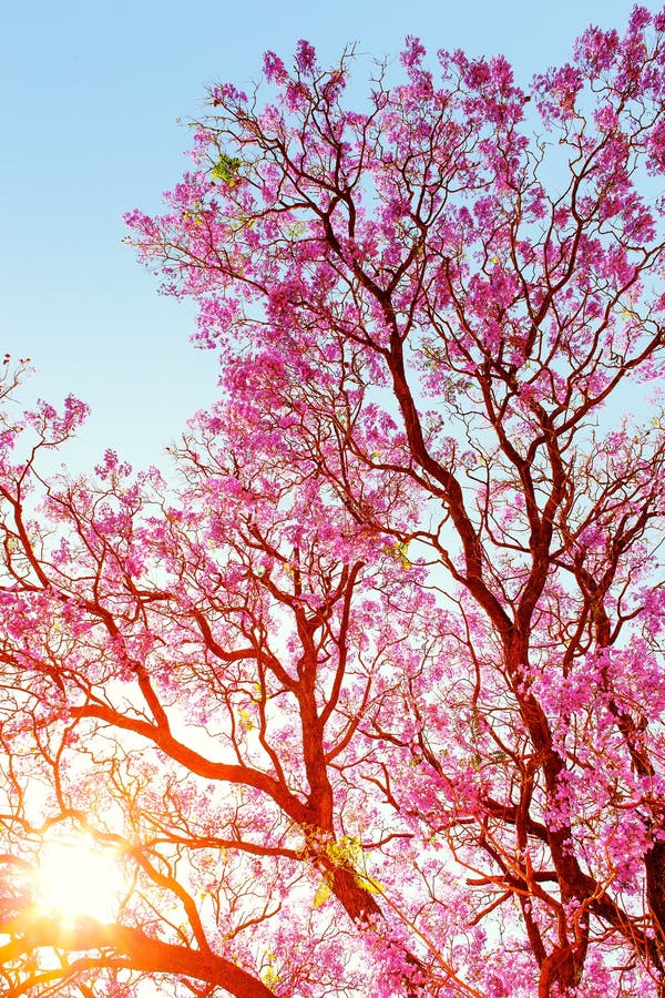 Sunrise through Jakaranda Tree Stock Image - Image of rays, outdoors ...