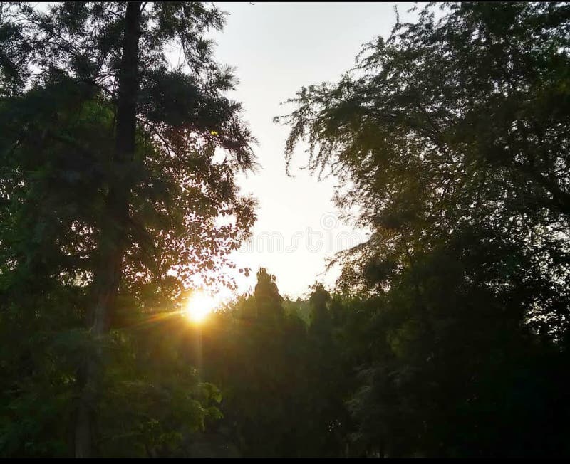 Sunrise At Jungle With Greenery Everywhere. Stock Image - Image of ...