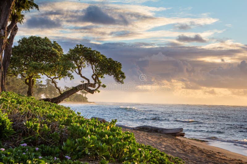 Sunrise in Kauai, Hawaii stock image. Image of palm, peaceful - 46895159