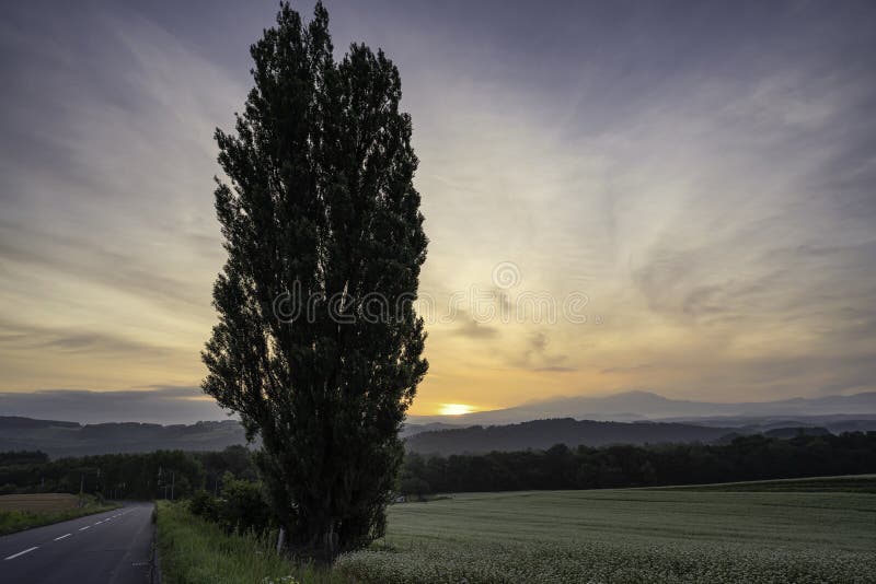 Sunrise at Ken and Mary Tree in Biei, Hokkaido Stock Photo - Image of ...