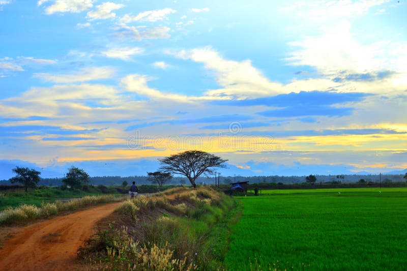 Sunrise at Kerala Paddy Field Stock Image - Image of agriculture, crop ...