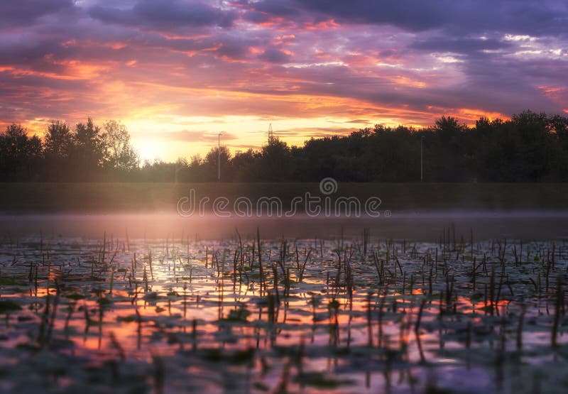 Sunrise on the Lake Covered with Water Lily`s Stock Image - Image of ...