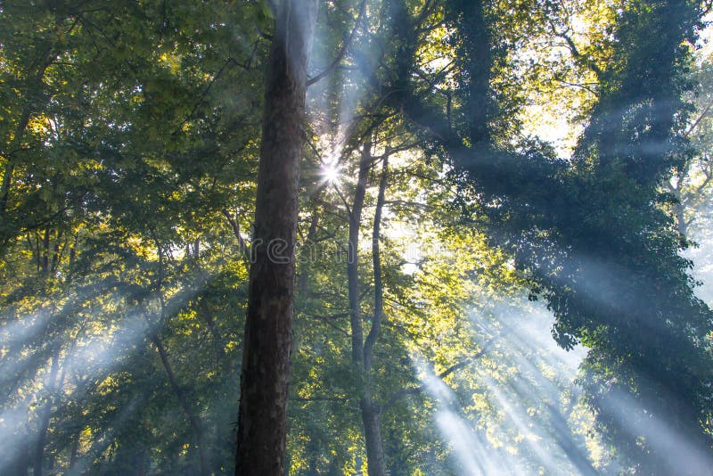 Beautiful Light Beam in the Forest Stock Photo - Image of rays, dreamy ...
