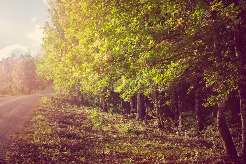 Sunrise at maple forest stock photo. Image of fall, environmental ...
