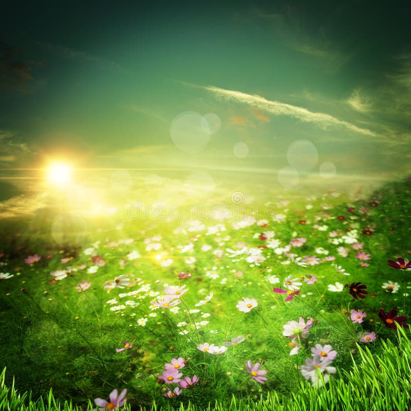 Sunrise on the meadow stock photo. Image of green, beauty - 25461536