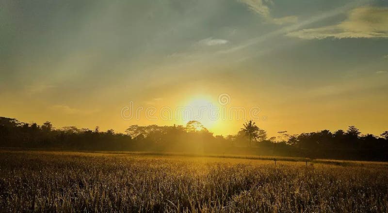 Sunrise in the Middle of the Rice Fields Stock Photo - Image of middle ...