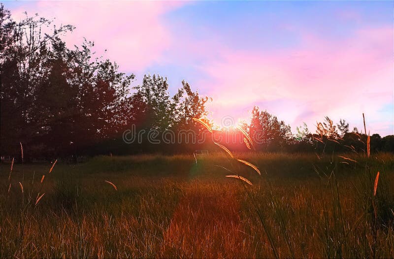 Sunrise in the Middle of the Sunset in the Middle Weeds & Grass Stock ...