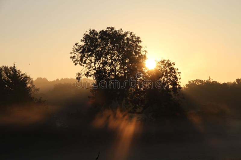 Sunrise through the Mist and Trees. Stock Photo - Image of mist, trees ...