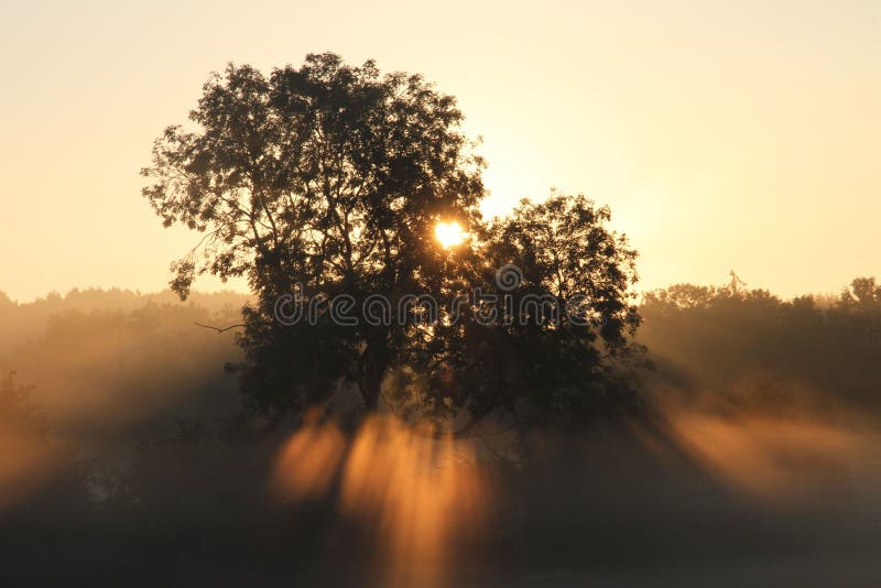 Sunrise through the Mist and Trees. Stock Image - Image of branches ...