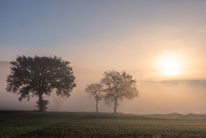 Sunrise through the Mist with Trees Silhouttes Stock Image - Image of ...