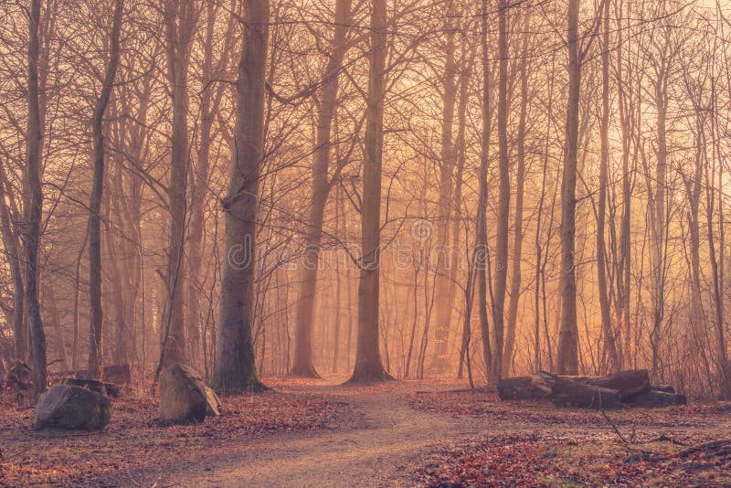 Misty Forest Foliage with Tall Trees Stock Image - Image of forest ...
