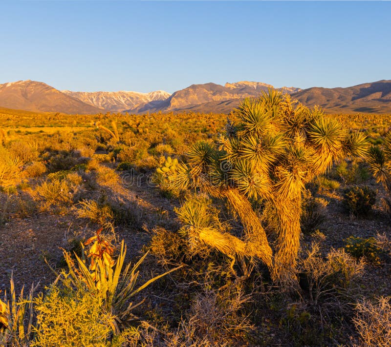 Sunrise on the Mojave Desert with the Spring Mountain Range Stock Photo ...
