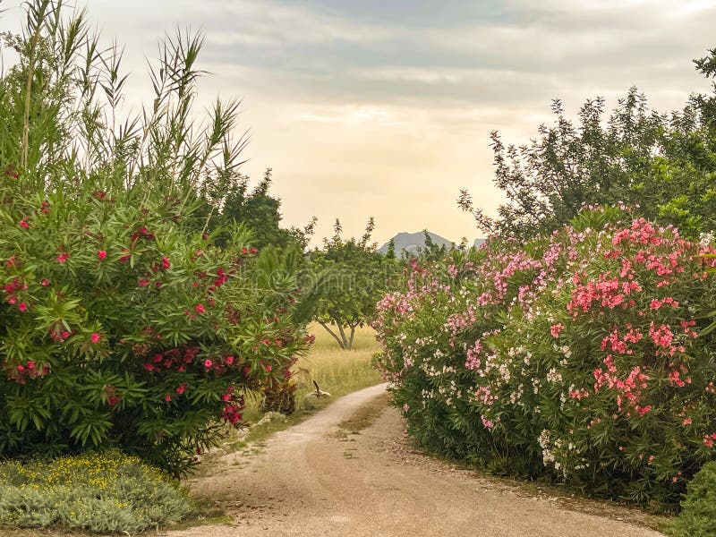 Sunrise Morning in Pollenca with Oleander Colours Stock Photo - Image ...