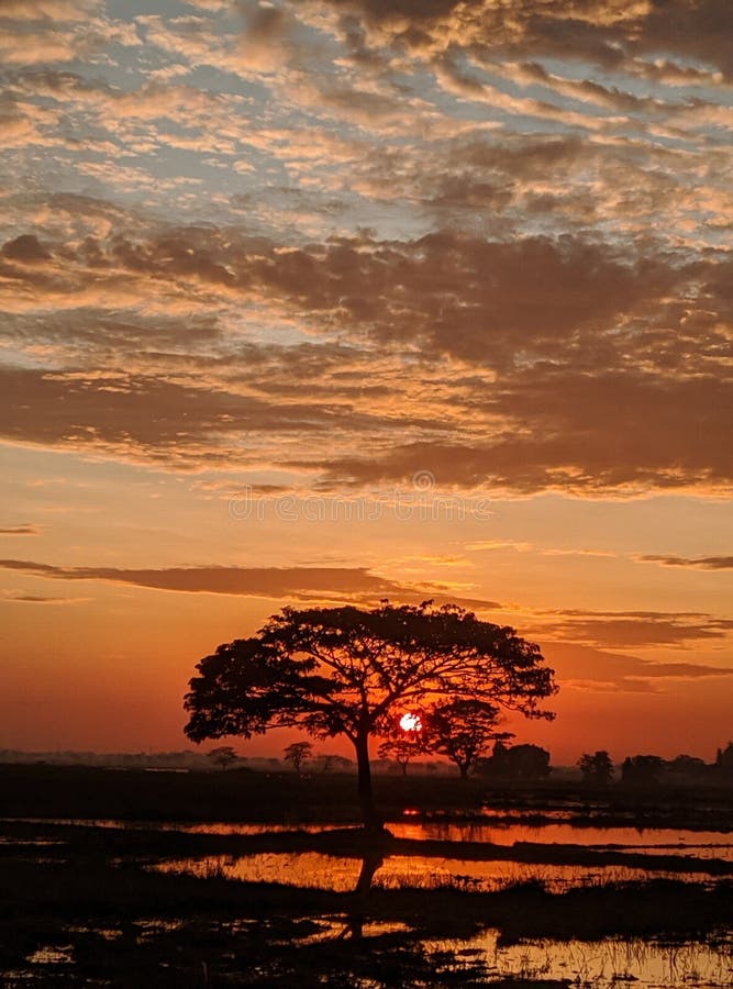 Sunrise in the Morning and Trees in the Middle of Rice Fields Stock ...