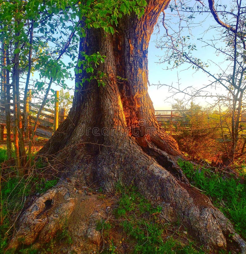 Sunrise for this old root stock image. Image of root - 151268135