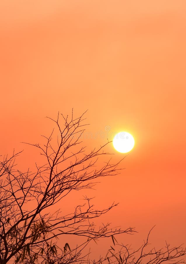 Sunrise with the Orange Sky in the Middle of the Forest Stock Image ...