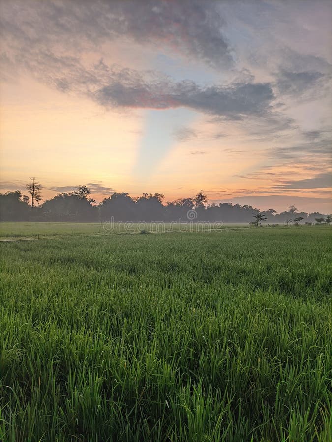 Sunrise Over Beautiful Rice Fields with Orange Sky Stock Image - Image of beautiful, fields ...