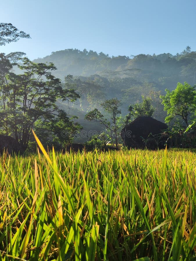 Sunrise Over a Beautiful Village and Green Rice Fields Stock Image ...