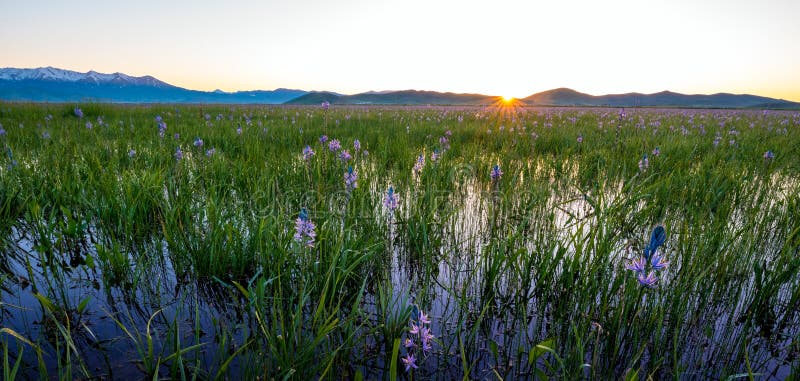 Sunrise Over a Camas Lilly Marsh in Spring Stock Photo - Image of ...