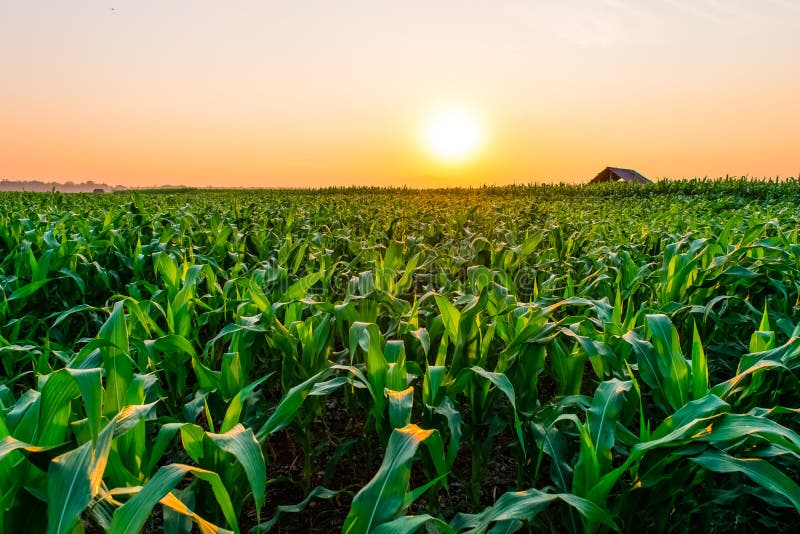 Sunrise Over the Corn Field Stock Image - Image of nature, green: 152295767