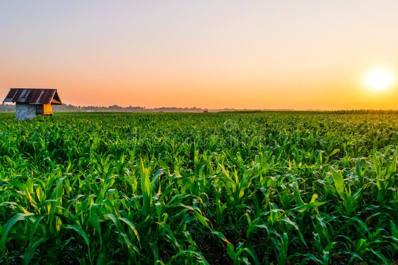 Sunrise Over the Corn Field Stock Image - Image of morning, clouds ...