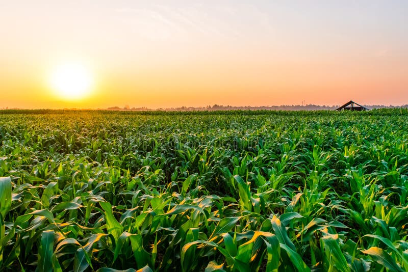 Sunrise Over the Corn Field Stock Photo - Image of season, lawn: 152295790
