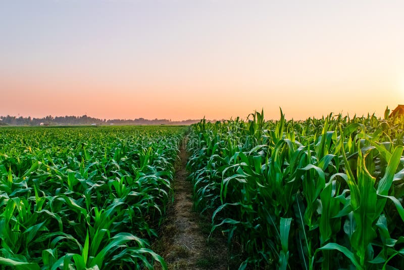 Sunrise Over the Corn Field Stock Photo - Image of land, environment ...
