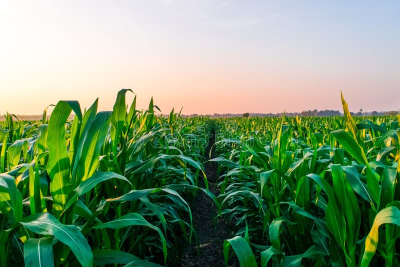 Sunrise Over the Corn Field Stock Image - Image of clear ...