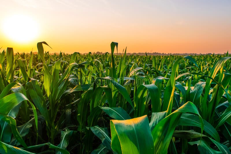Sunrise Over the Corn Field Stock Image - Image of clear, clouds: 152298025