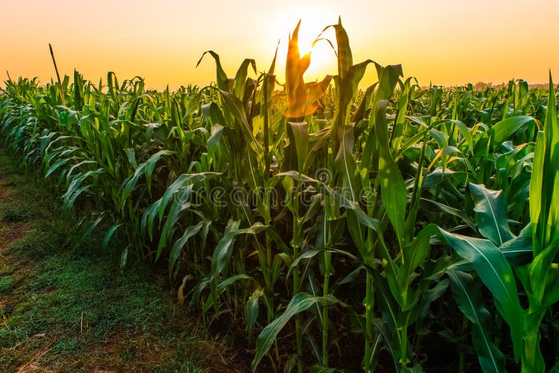 Sunrise Over the Corn Field Stock Image - Image of clear, clouds: 152298025
