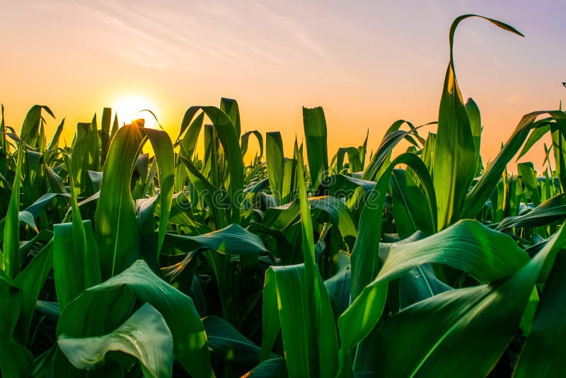 Sunrise Over the Corn Field Stock Photo - Image of scene, spring: 161237368
