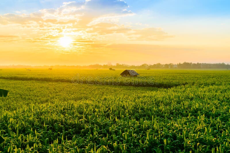 Sunrise Over the Corn Field Stock Photo - Image of farming, field: 90025734